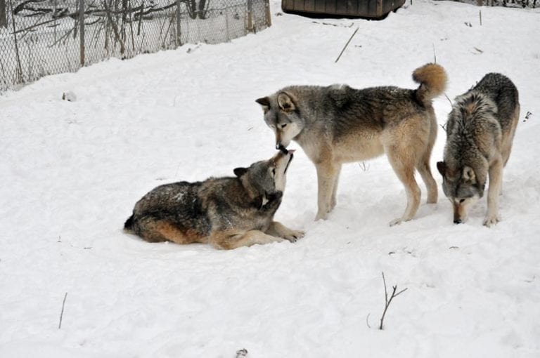 Wolf Communication Part 2: Body Language - Wolf Sanctuary of PA