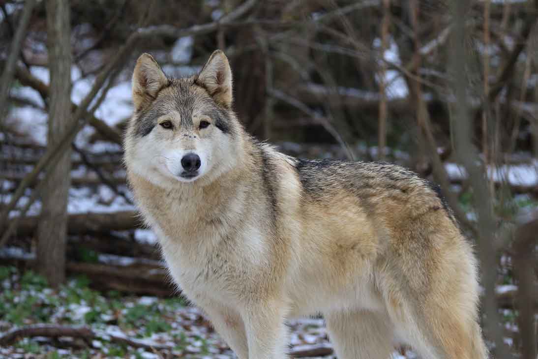 Farewell Achilles - Wolf Sanctuary of PA