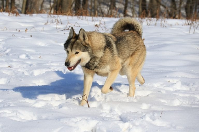 Our Gone But Not Forgotten Wolf Family Members - Wolf Sanctuary PA
