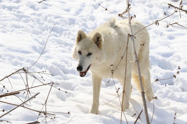 Our Gone But Not Forgotten Wolf Family Members - Wolf Sanctuary PA
