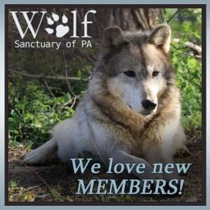Adopt a Wolf - Wolf Sanctuary of PA
