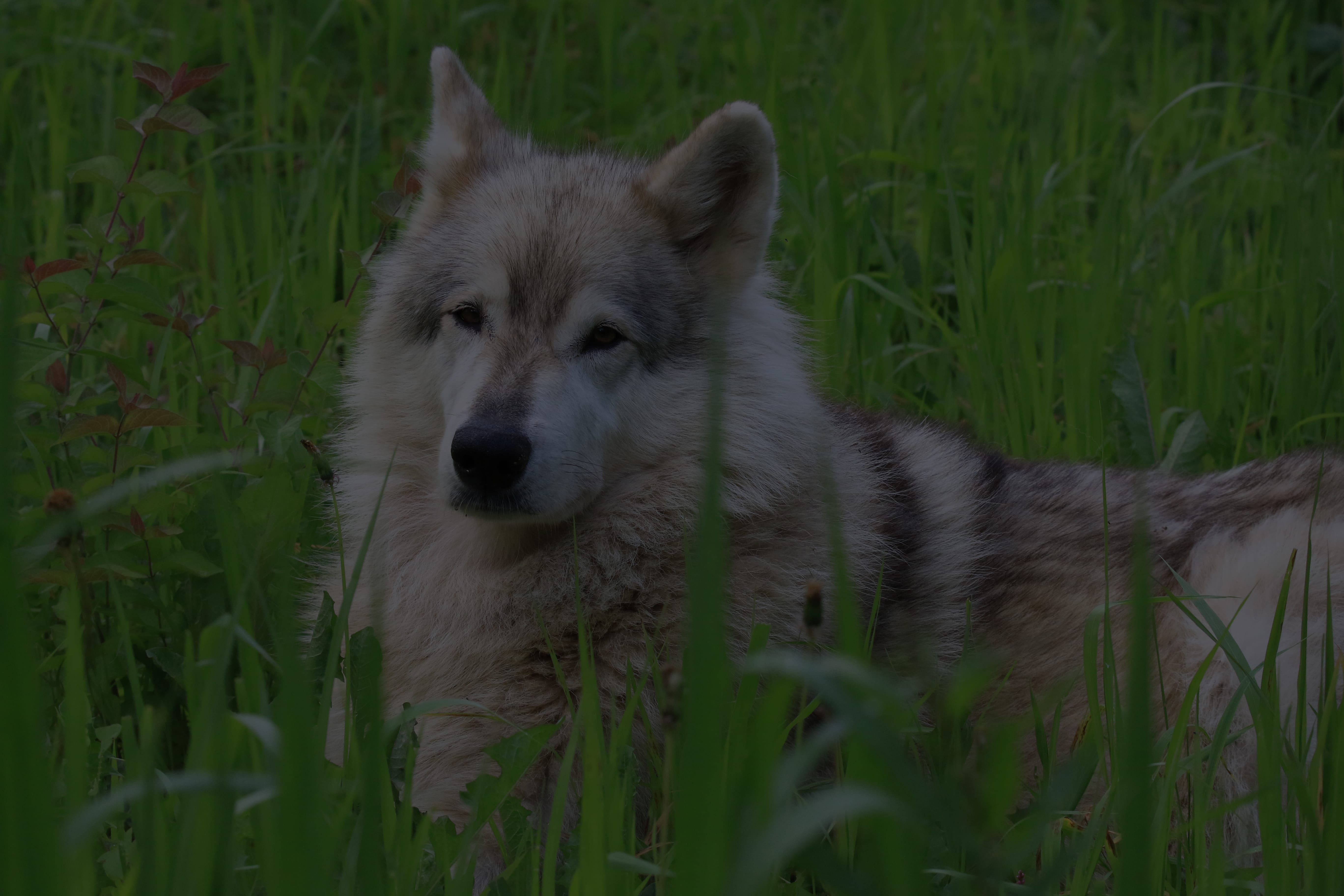 A Treasure Awaits at Wolf Sanctuary of PA - Come Visit Us!
