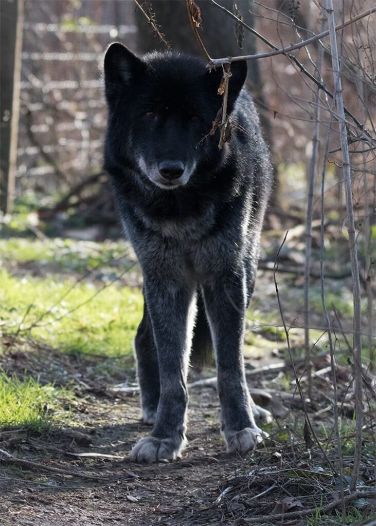 Farewell Sage - Wolf Sanctuary of PA