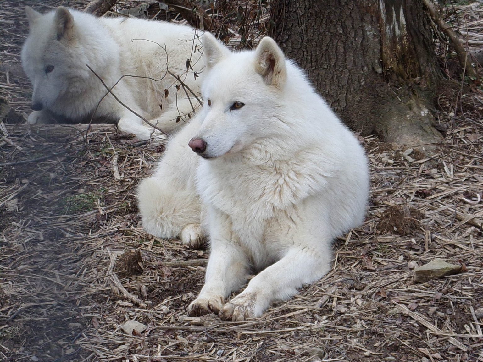 Donate Today and Help Support Wolf Sanctuary of PA