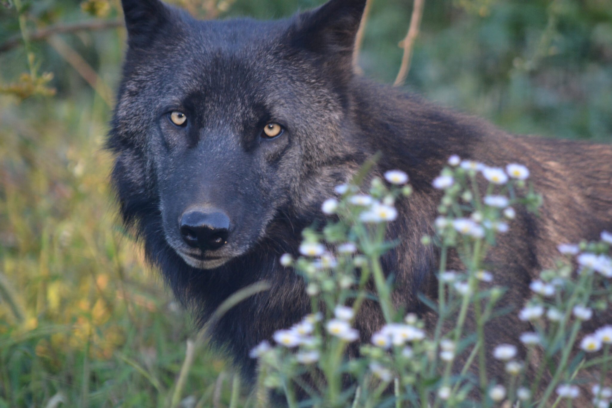 Our Gone But Not Forgotten Wolf Family Members - Wolf Sanctuary PA