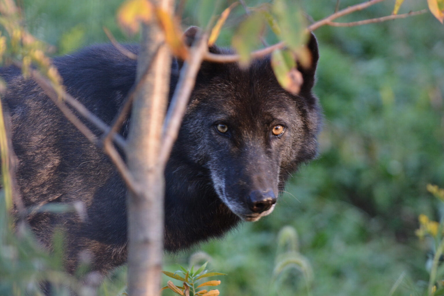 A Treasure Awaits at the Wolf Sanctuary of PA - Come Visit Us!