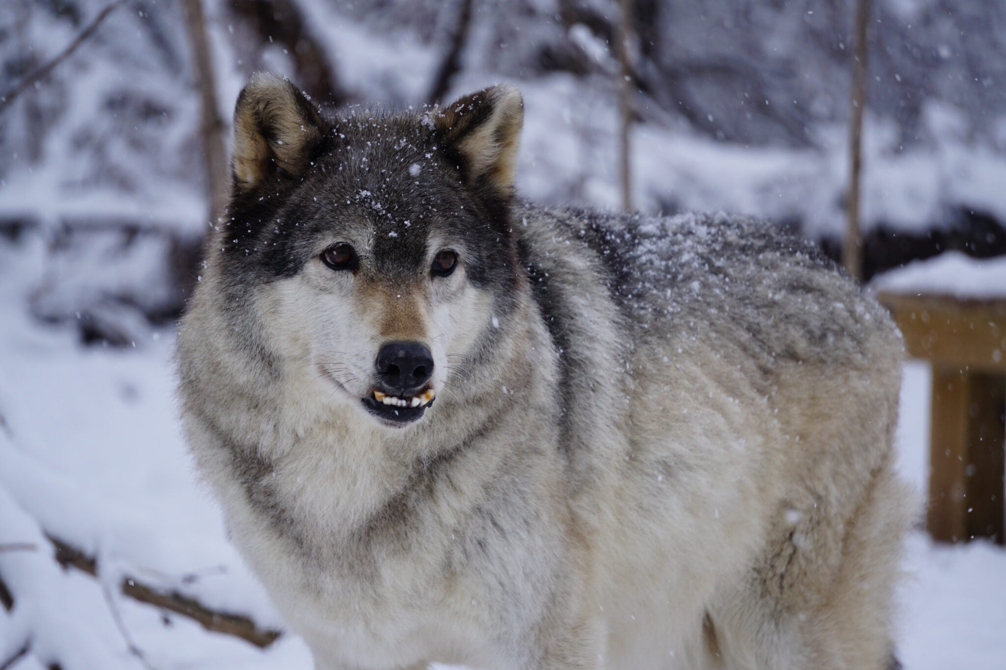 Our Gone But Not Forgotten Wolf Family Members - Wolf Sanctuary PA