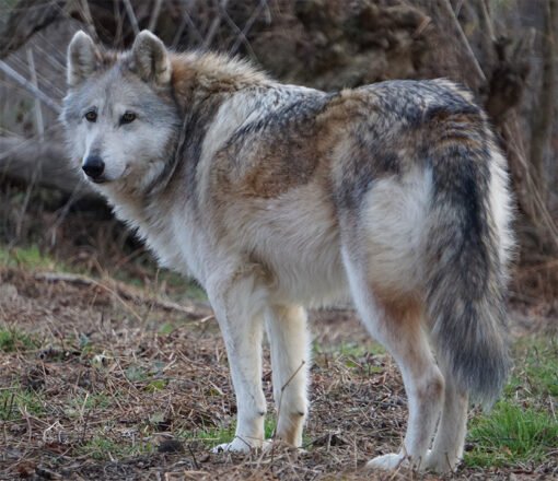 Our Gone But Not Forgotten Wolf Family Members - Wolf Sanctuary PA