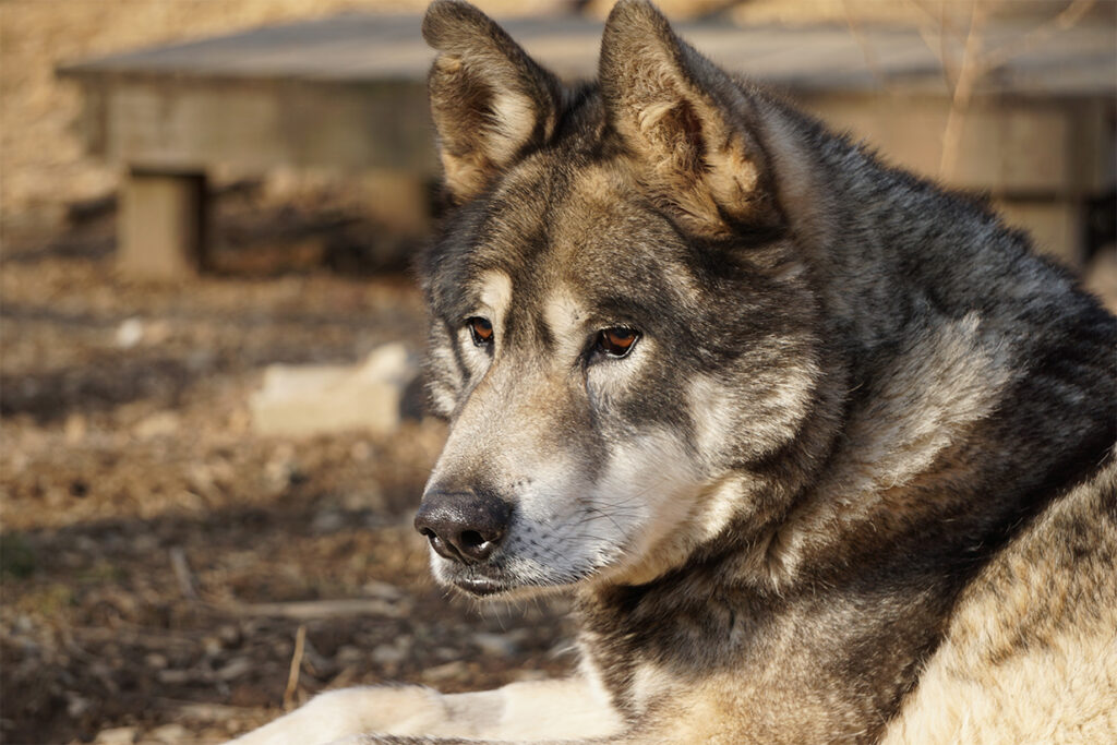 Our Gone But Not Forgotten Wolf Family Members - Wolf Sanctuary PA