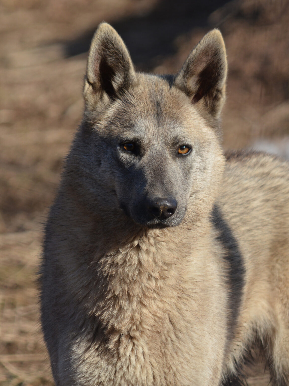 Come Visit the Wolves of Speedwell! - Wolf Sanctuary of PA