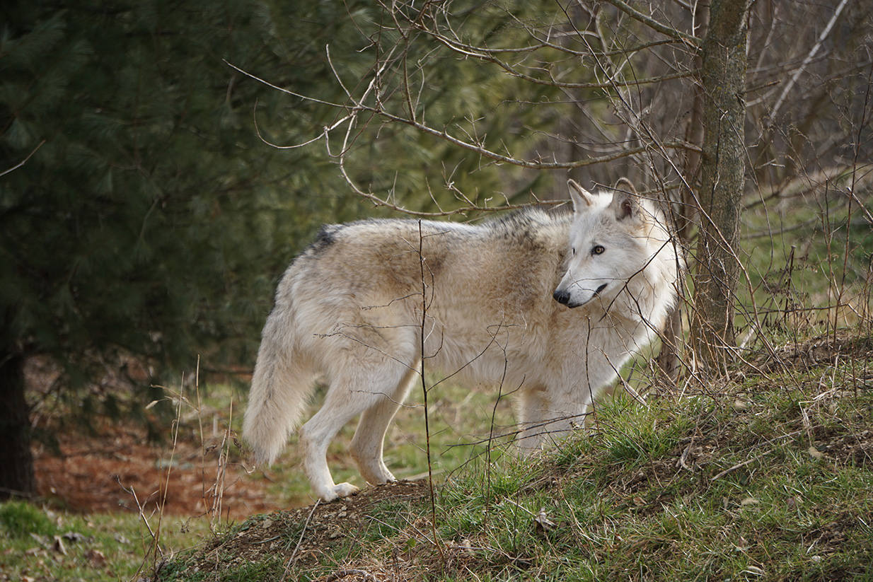Gray Wolf Facts and Information - Wolf Sanctuary of PA