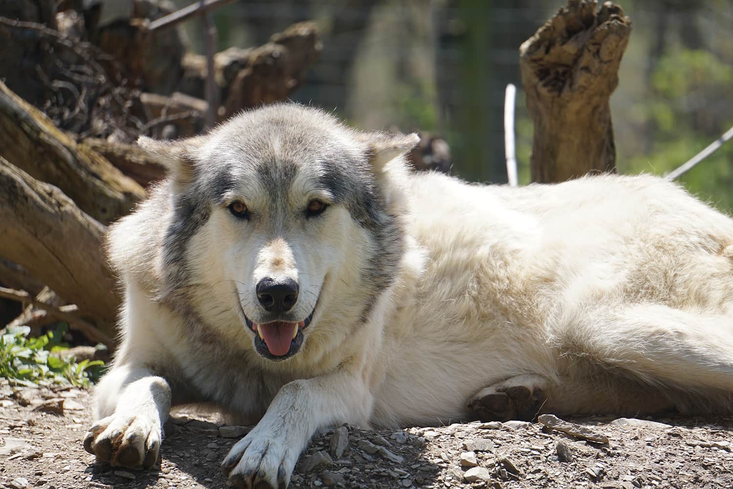 Donate Today and Help Support Wolf Sanctuary of PA