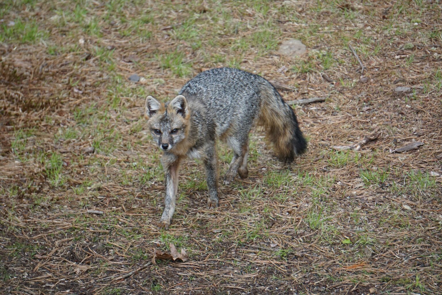 Are There Wolves in Pennsylvania? - Wolf Sanctuary of PA