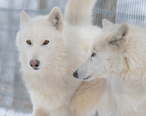 Come Visit the Wolves of Speedwell! - Wolf Sanctuary of PA
