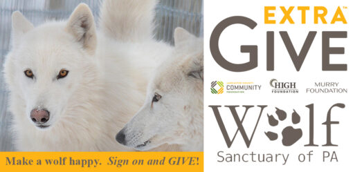 Donate Today and Help Support Wolf Sanctuary of PA