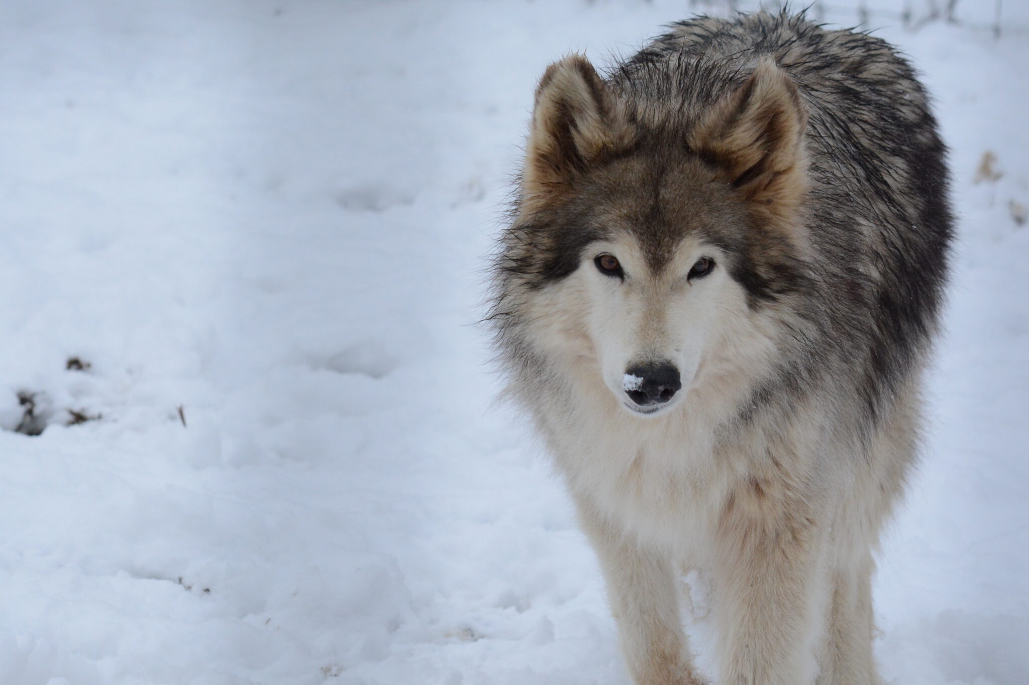 Our Gone But Not Forgotten Wolf Family Members - Wolf Sanctuary PA