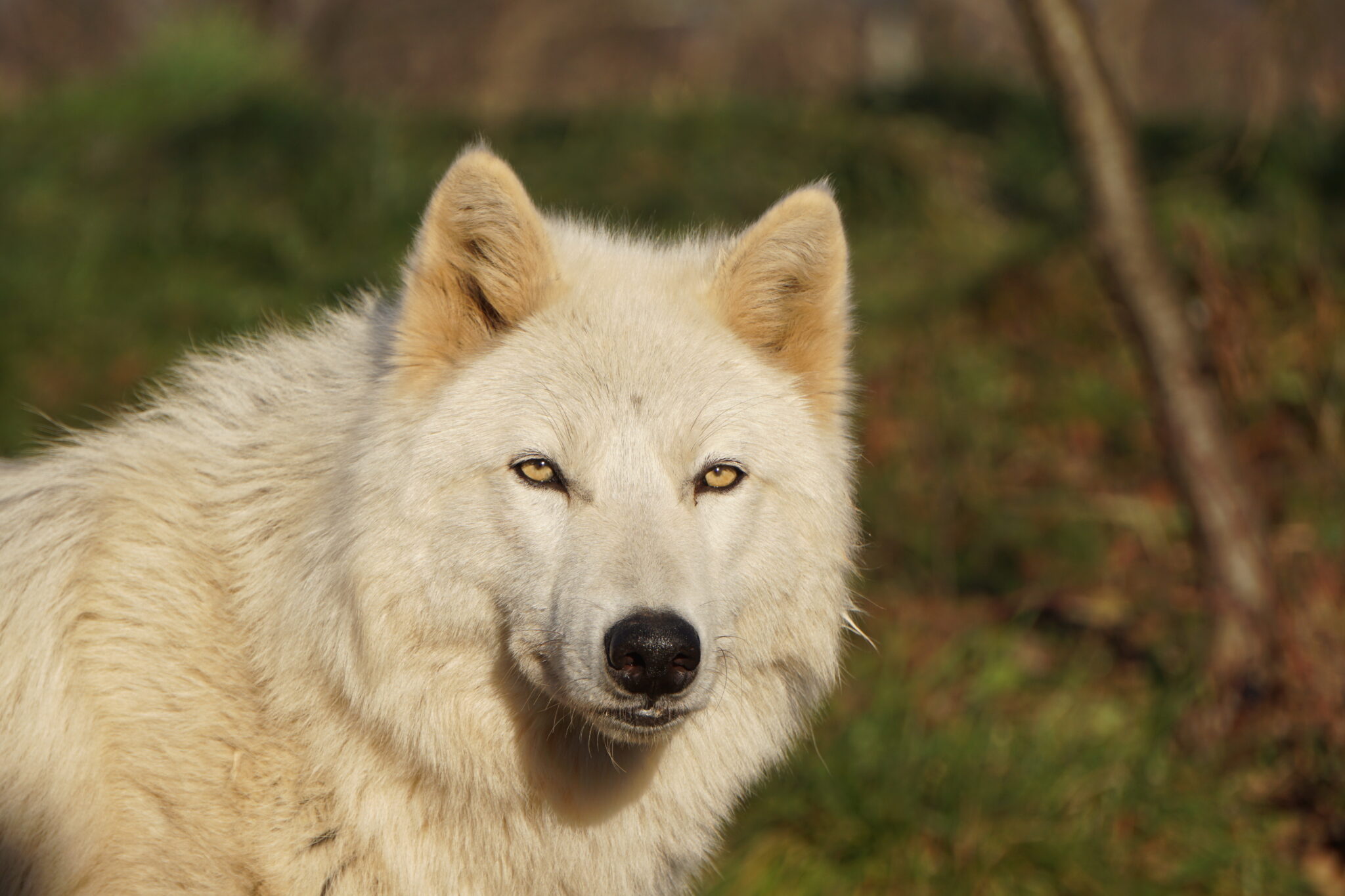 A Treasure Awaits at Wolf Sanctuary of PA - Come Visit Us!