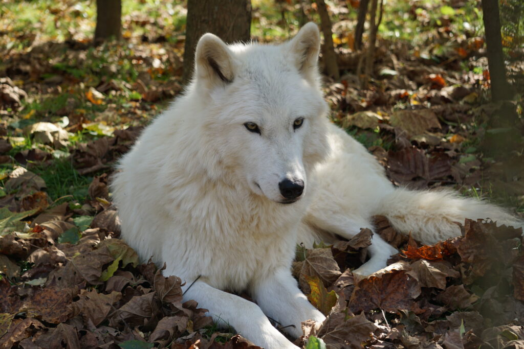 Our Gone But Not Forgotten Wolf Family Members - Wolf Sanctuary PA