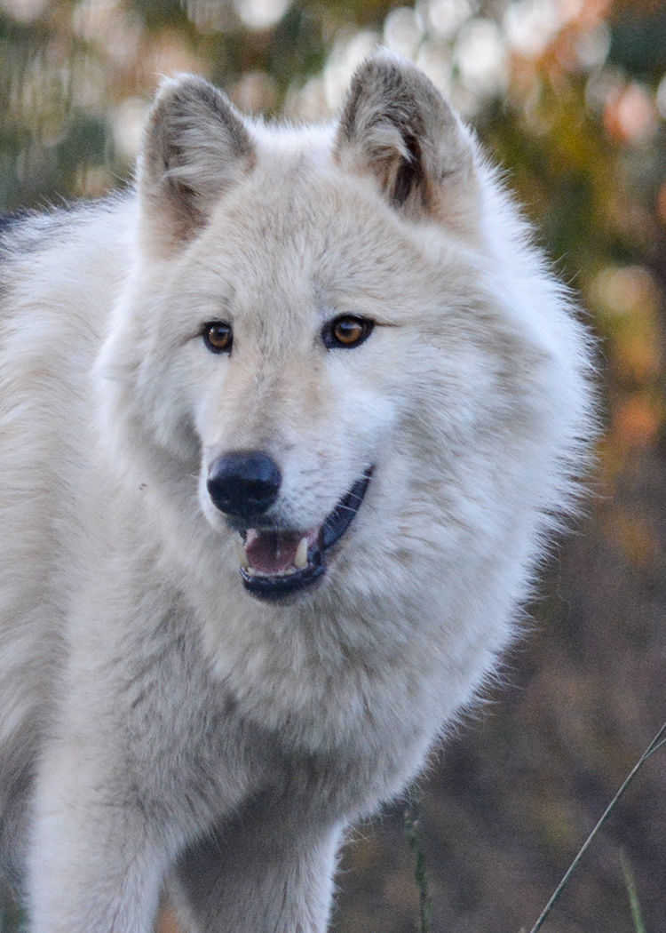Donate Today and Help Support Wolf Sanctuary of PA