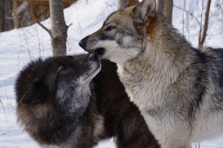Come Visit the Wolves of Speedwell! - Wolf Sanctuary of PA